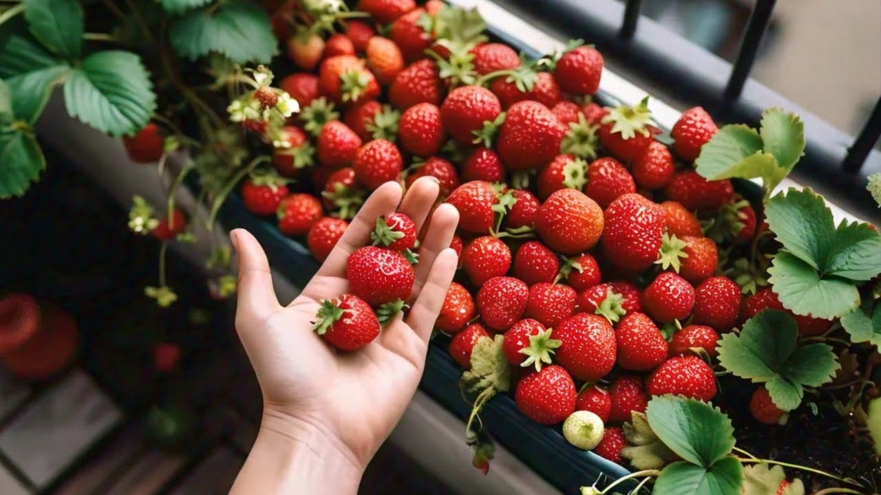 How To Grow Strawberries At Home!🍓 - YouTube