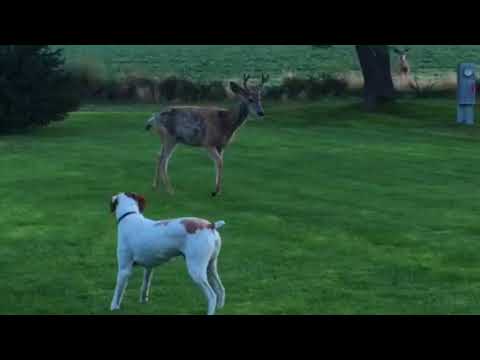 Charlie & Fork-a-dork deer - YouTube
