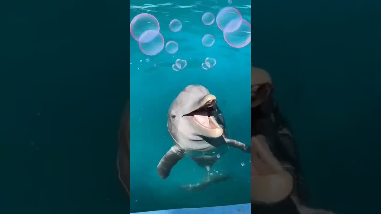 Dolphin singing#dolphinslover#shorts - YouTube