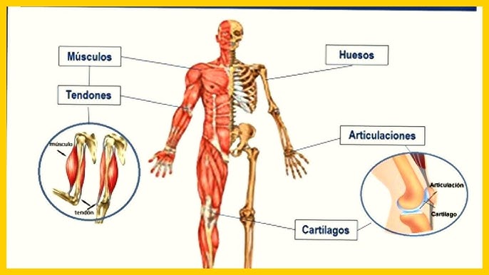 Sistema Locomotor El Esqueleto Humano