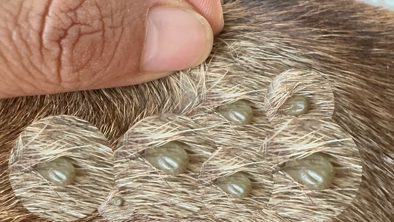 I have to removed some ticks from my dog - YouTube