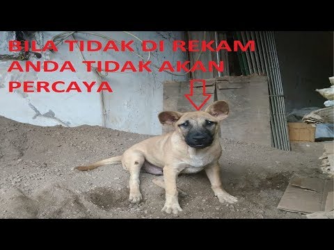 seekor anak anjing yang menolong temanya yang di ikat tali leher