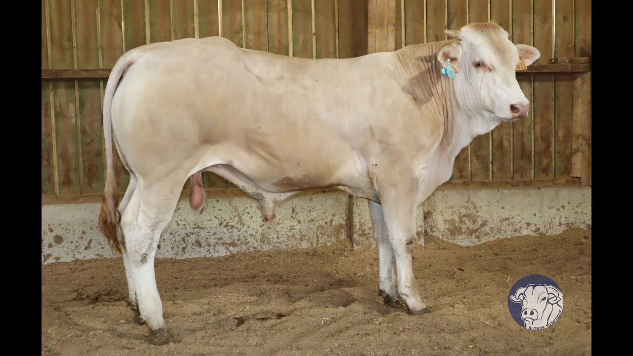 SR319 - TORINO - ESP-VF - YouTube