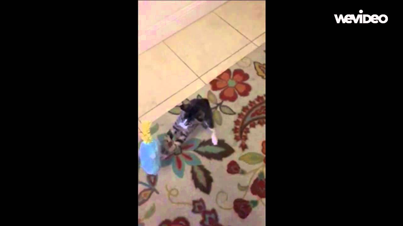 kat attack slow mo - YouTube