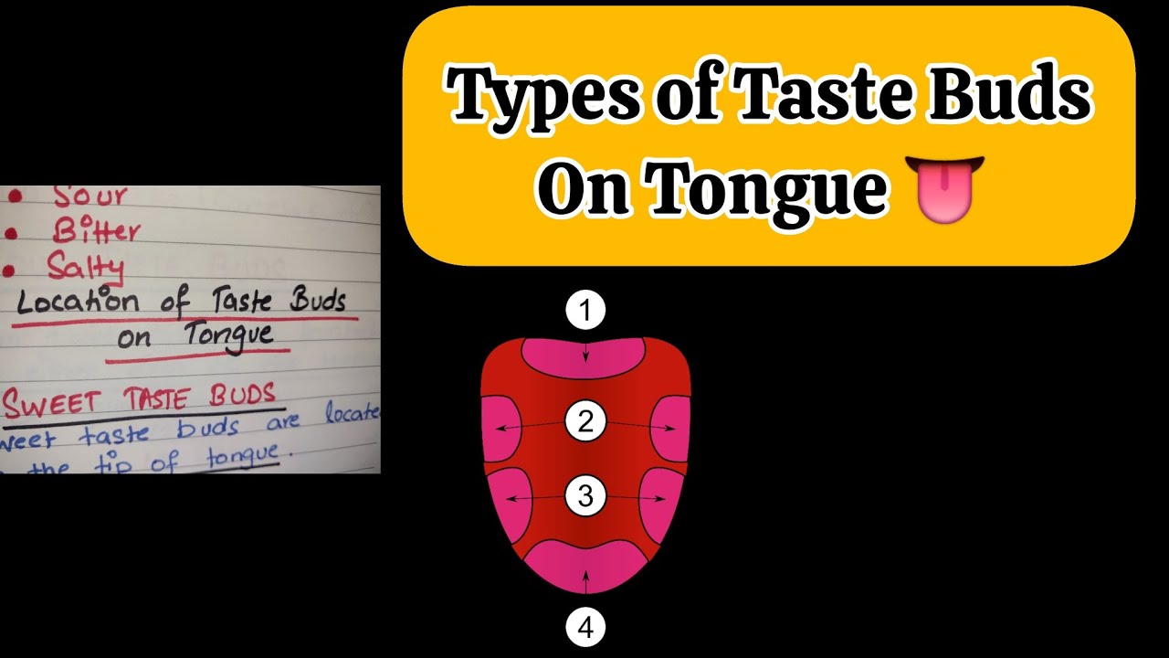 Tongue and Taste Buds | English vocabulary words for Tastes of Food ...
