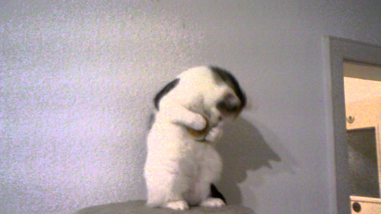 Katze Pinky de Po mit neuem Spielzeug Hamster - YouTube