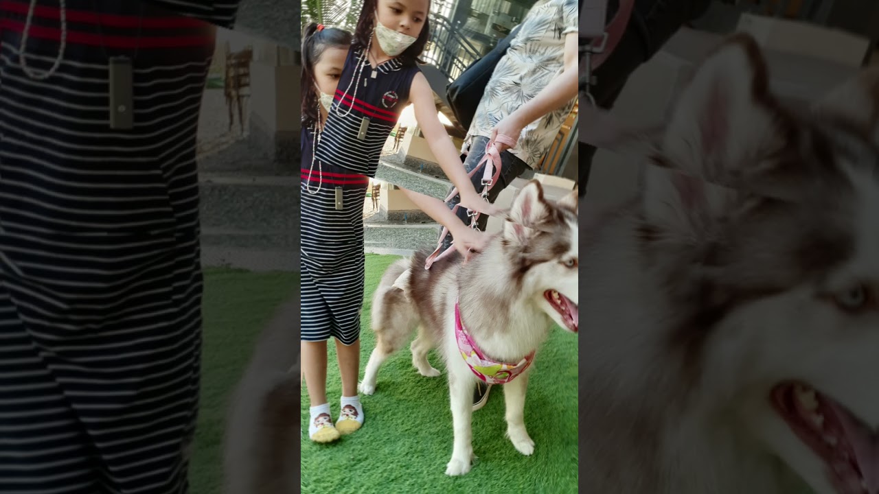 Petting random dogs and my pet Mallow in Seascape Village #shorts - YouTube