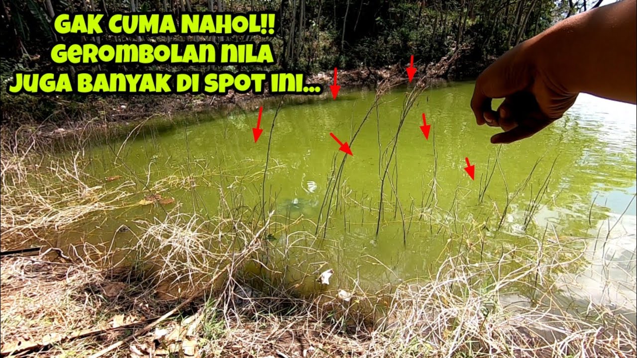 GAK CUMA LOHAN NILA JUGA BANYAK DI SPOT INI || mancing ikan red devil ...