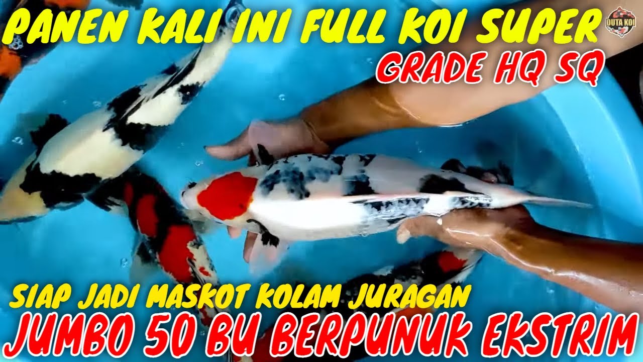 KOI HQ SQ 😱 PANEN FULL KOI JUMBO SUPER PUNUK | SIAP JADI MASKOT KOLAM ...