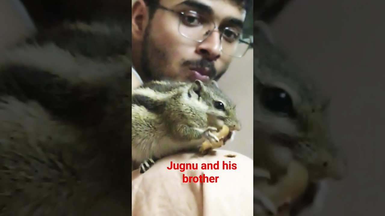 jugnu and his brother eating chapati #reels #shortvideo #squirrellover ...