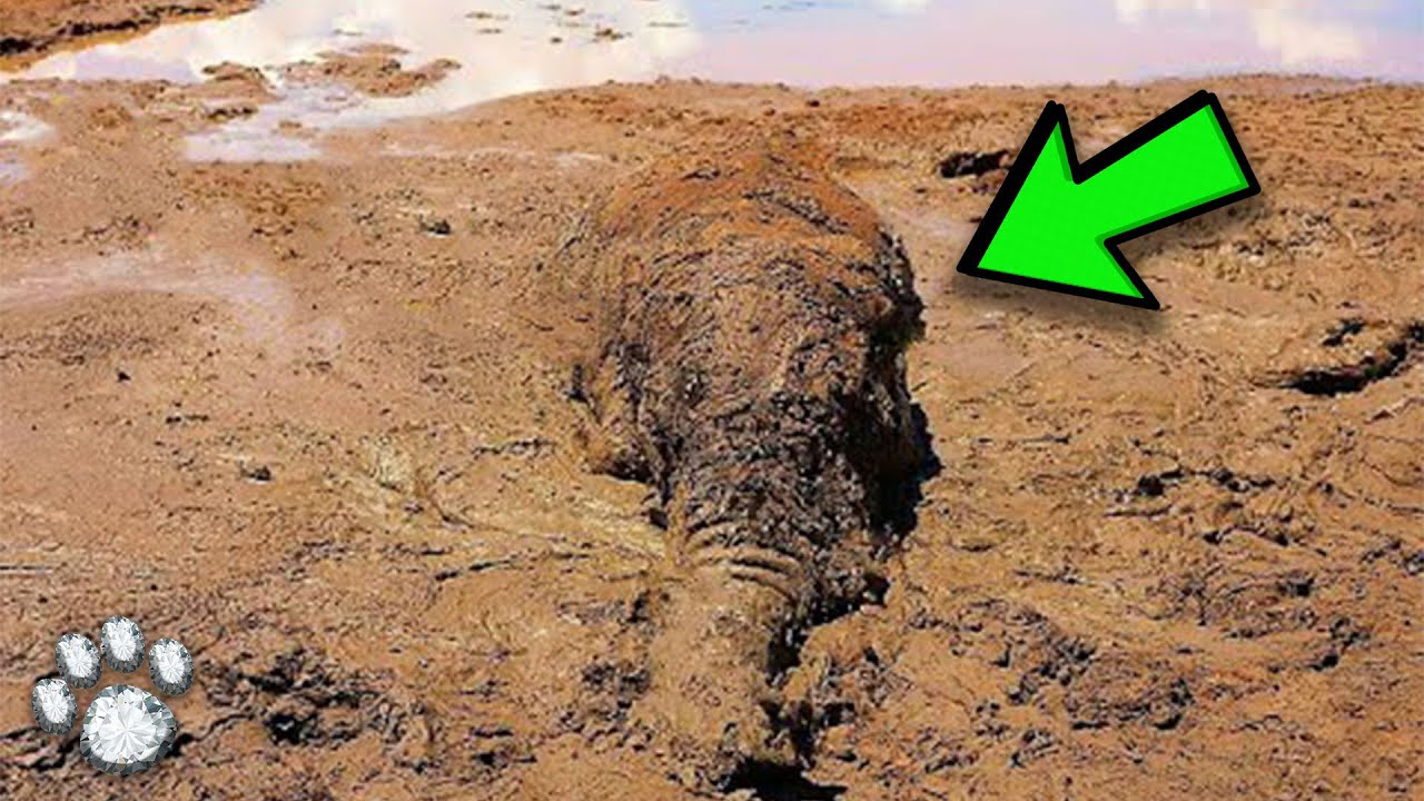 The Shepherd Happened to Notice A Strange Clump That Was Making a Sound ...