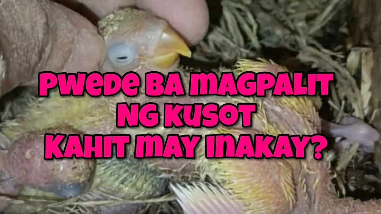 Pwede Bang Magpalit Ng Kusot Kahit May Inakay Na? - YouTube