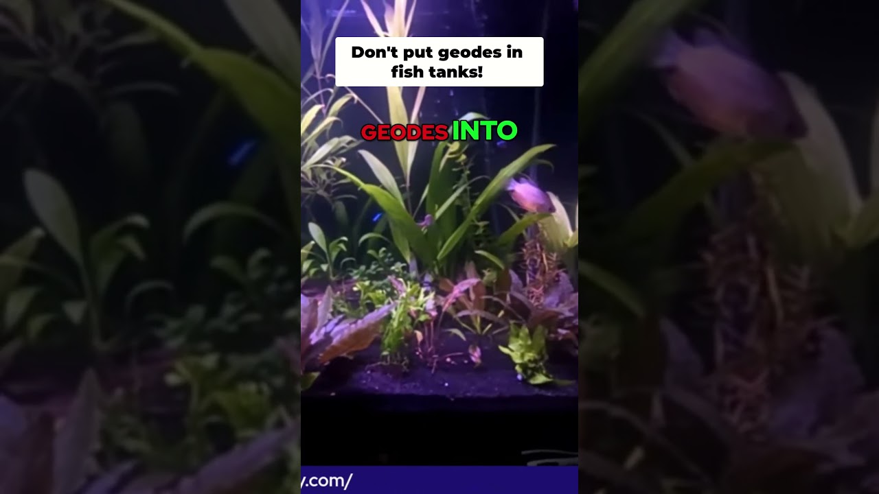 FishFam.link | Your Link to the FishFam - Aquarium Community