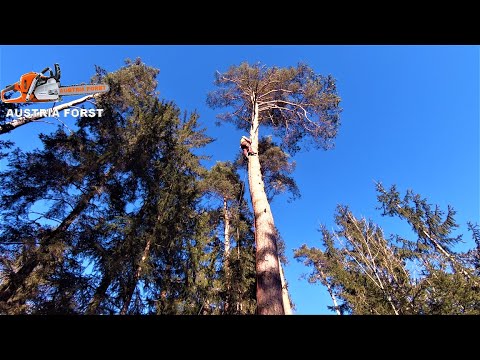 Bäume mit über 30 Meter Höhe werden gefällt - YouTube