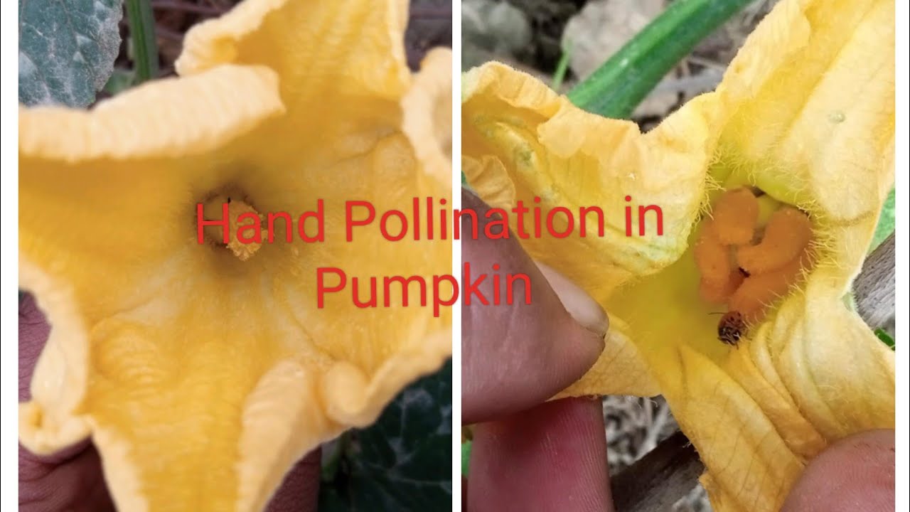 Hand Pollination in Pumpkin#galgotiauniversity#agriculture # ...