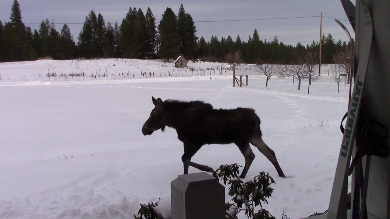 Moose Family Pays a Visit - YouTube