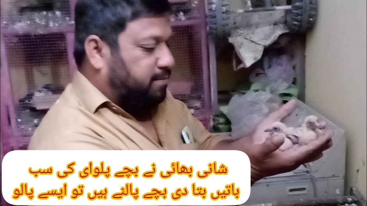 Shani bahi ny bachy palwai ki sub baty Bata di bachy palny ha tou asy ...