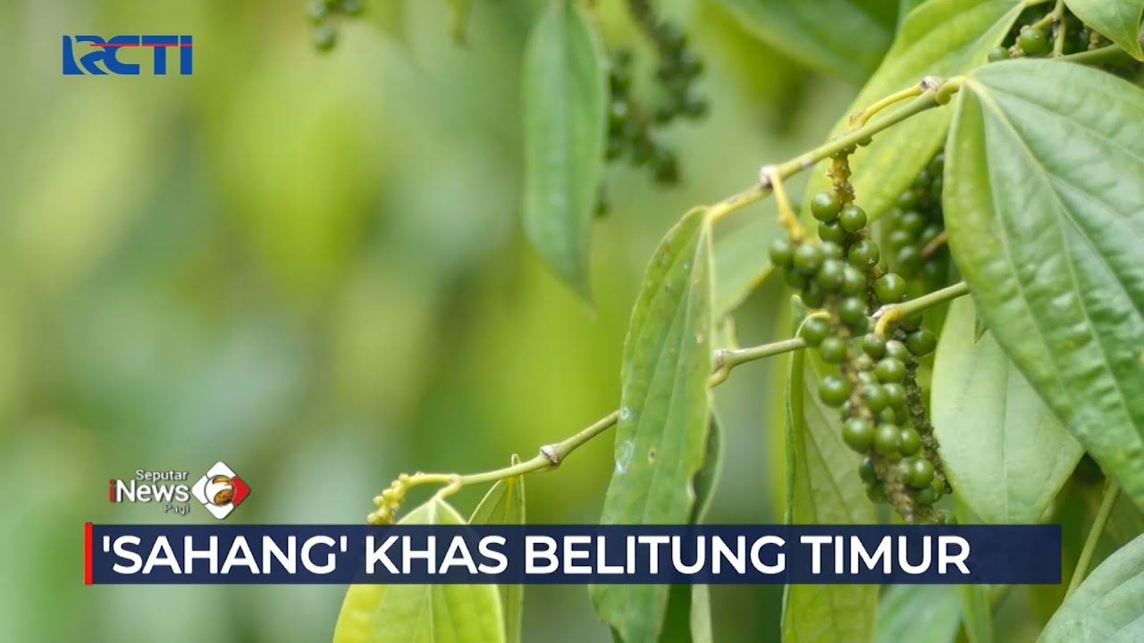 "Sahang" atau Lada Putih Rempah Khas Belitung Timur #SeputariNewsPagi ...