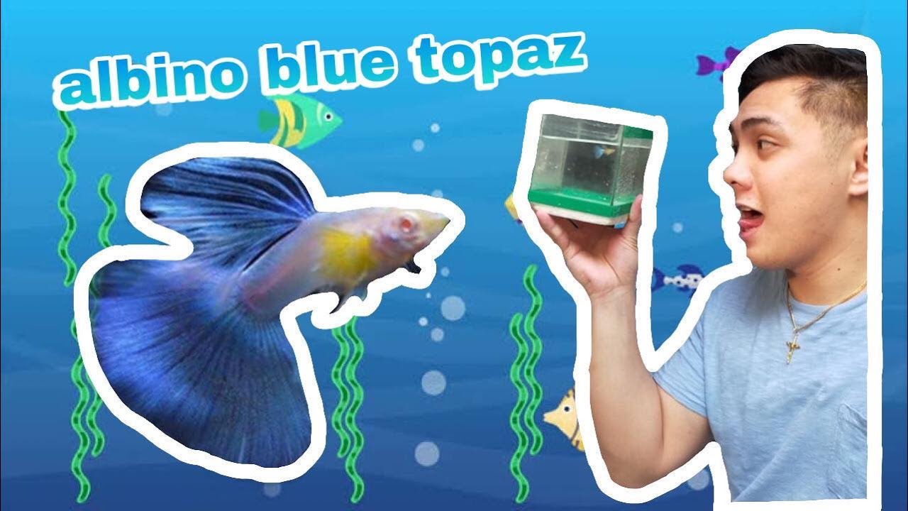 Albino Blue Topaz (ABT) Guppy Fish | Philippines - YouTube