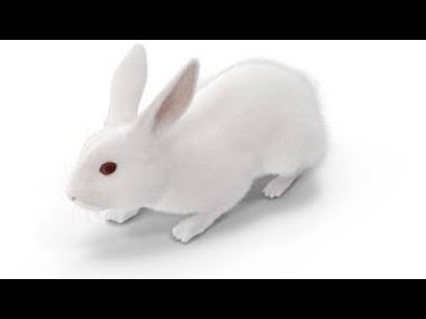 Sevimli Tavşan - Kafiyeli / Komik Sözler... ● ■ ▪