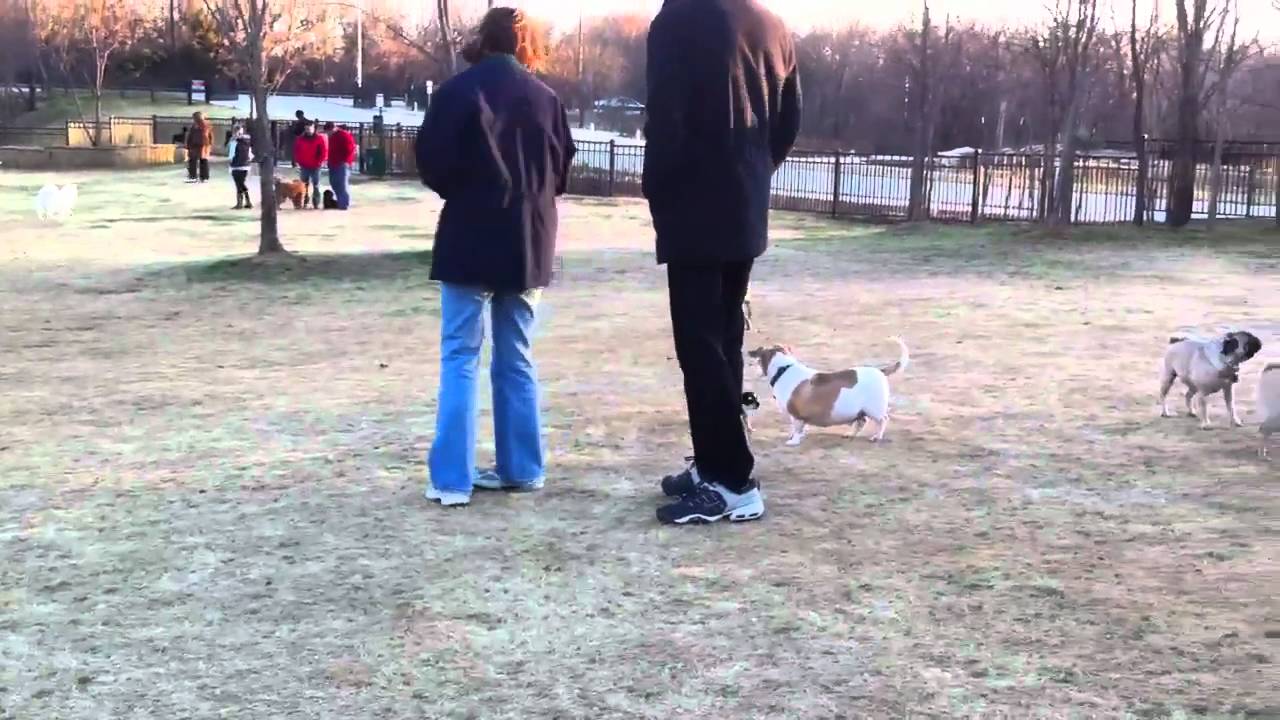 Yuks getting punked by a little dog - YouTube