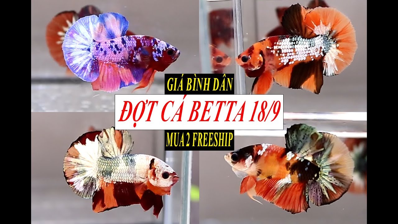 SUSHI BETTA Đợt Cá Betta 18/9 Nemo Candy tím mộng mơ Copper Nemo Copper ...
