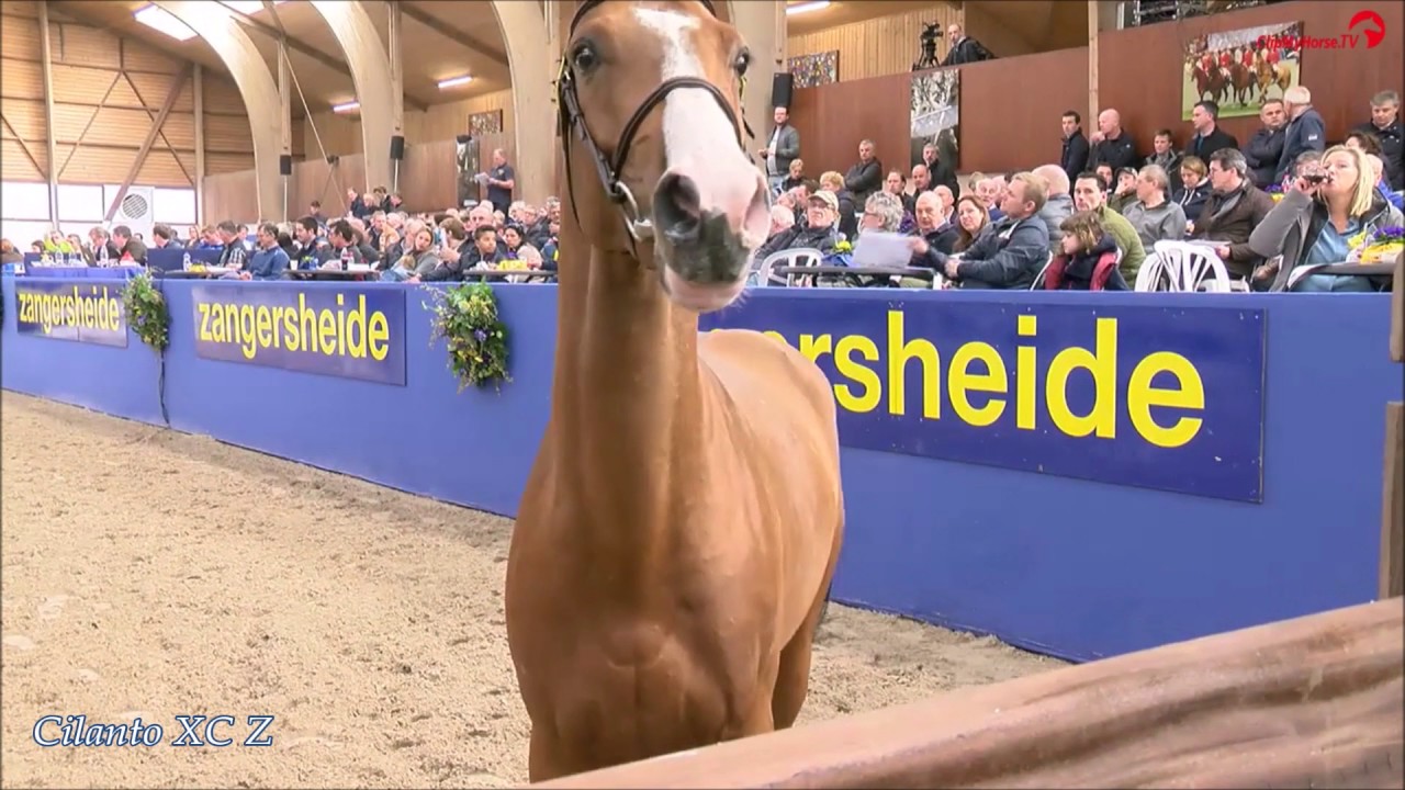 Cilanto XC Z Chellsini Z x Quintus - YouTube