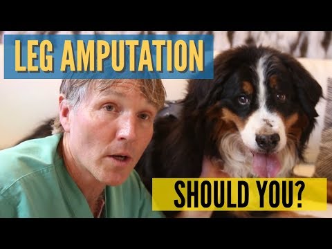 Dog Leg Amputation: Should You Do This?