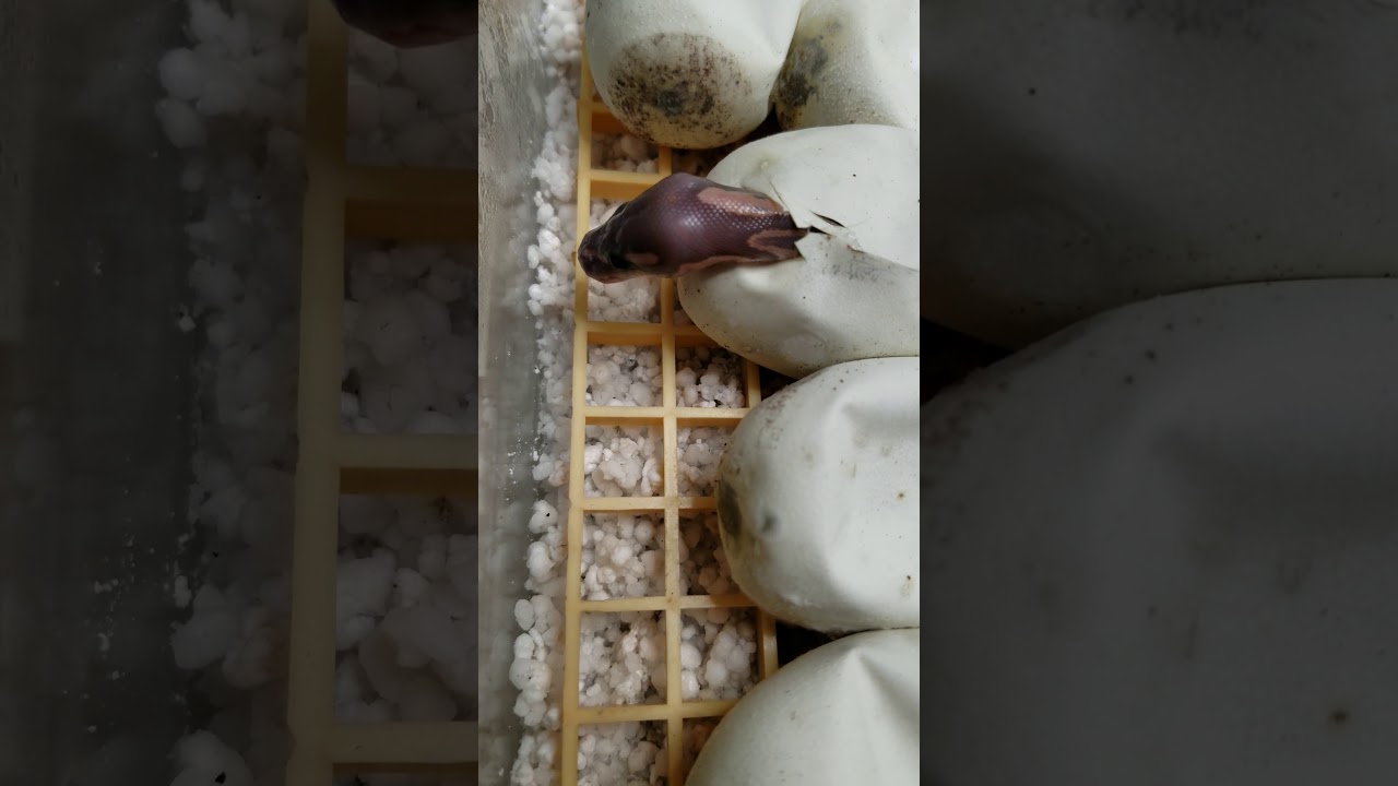Baby Ball Pythons Hatching from Eggs - YouTube