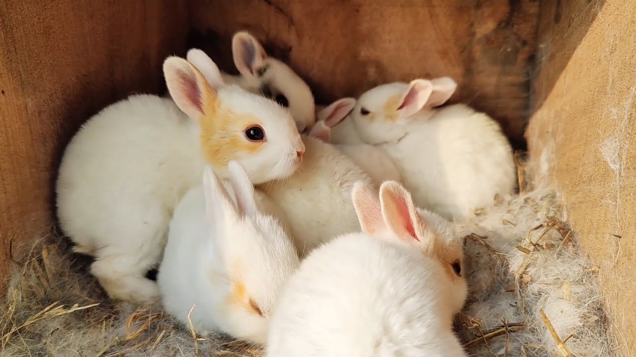 Too Much Cute Baby Rabbits Face | Little Rabbit Sounds - YouTube