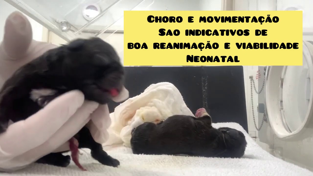 Cesariana em cadelas - histerotomia e histerorrafia - YouTube