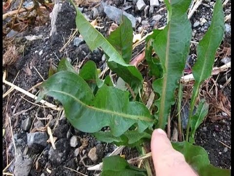 Wild Edible Plants: Curly Dock Leaves - YouTube