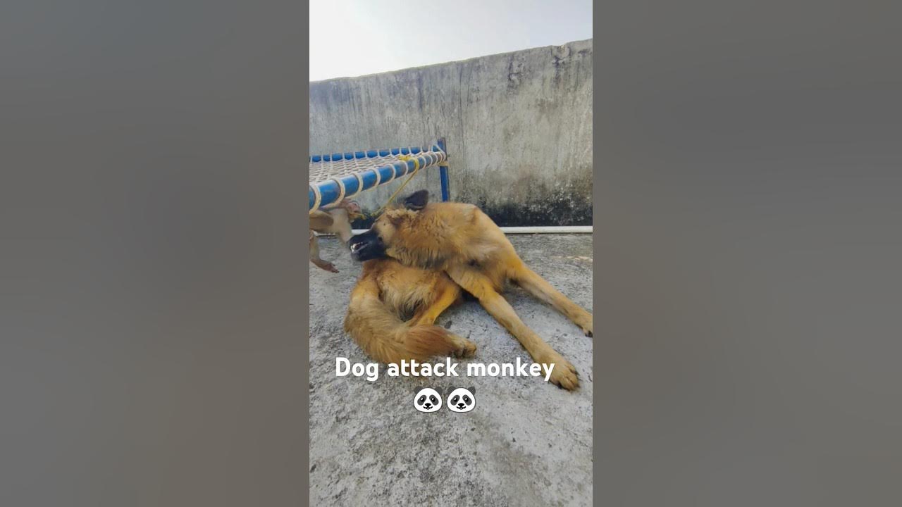 dog ne kya monkey pr attack 😳😳😳😳🐵🐵🐒#shortsfeed #monkey #shortfeed # ...