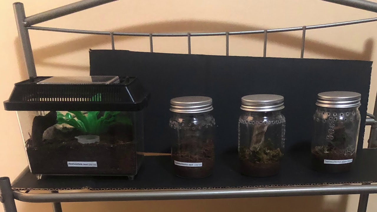Evolution of my tarantula room - YouTube