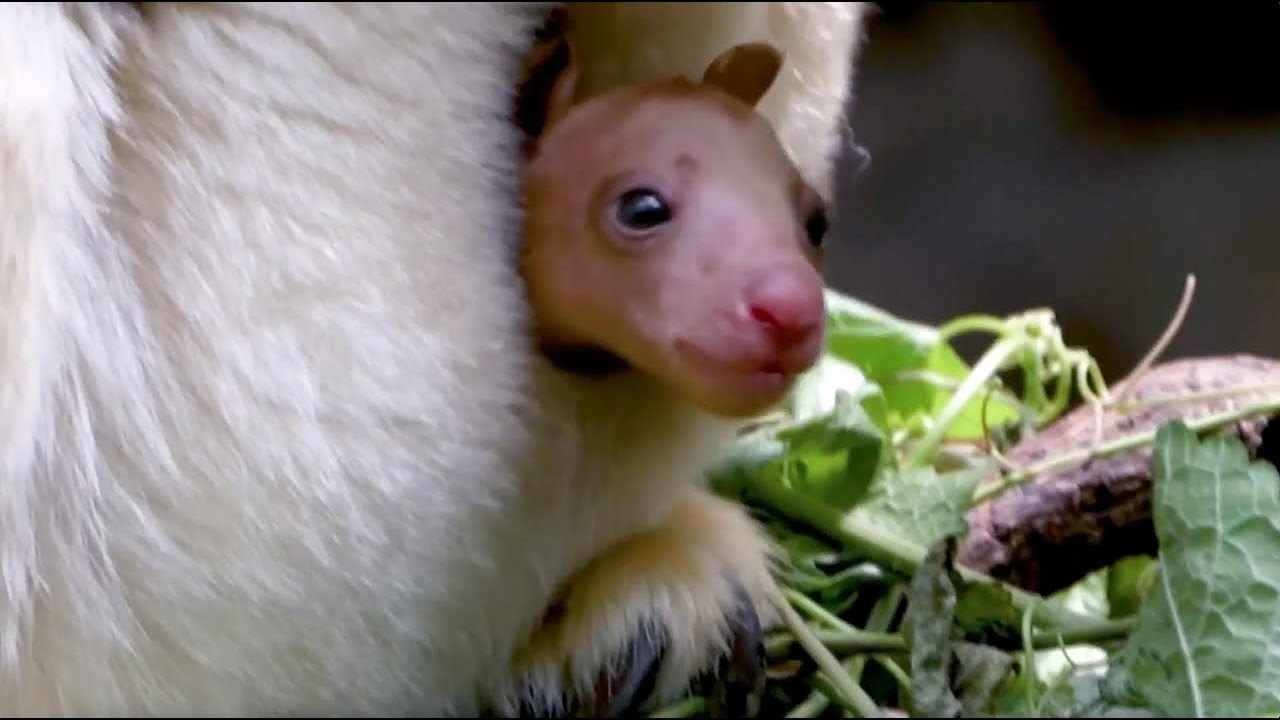Seven-Month-Old Tree-Kangaroo Makes Debut at Bronx Zoo - YouTube