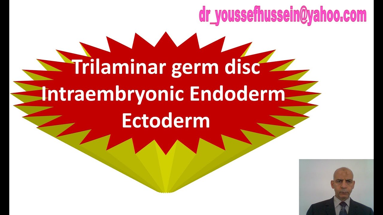 12- The 3rd week - Trilaminar germ disc - Intraembryonic endoderm and ...