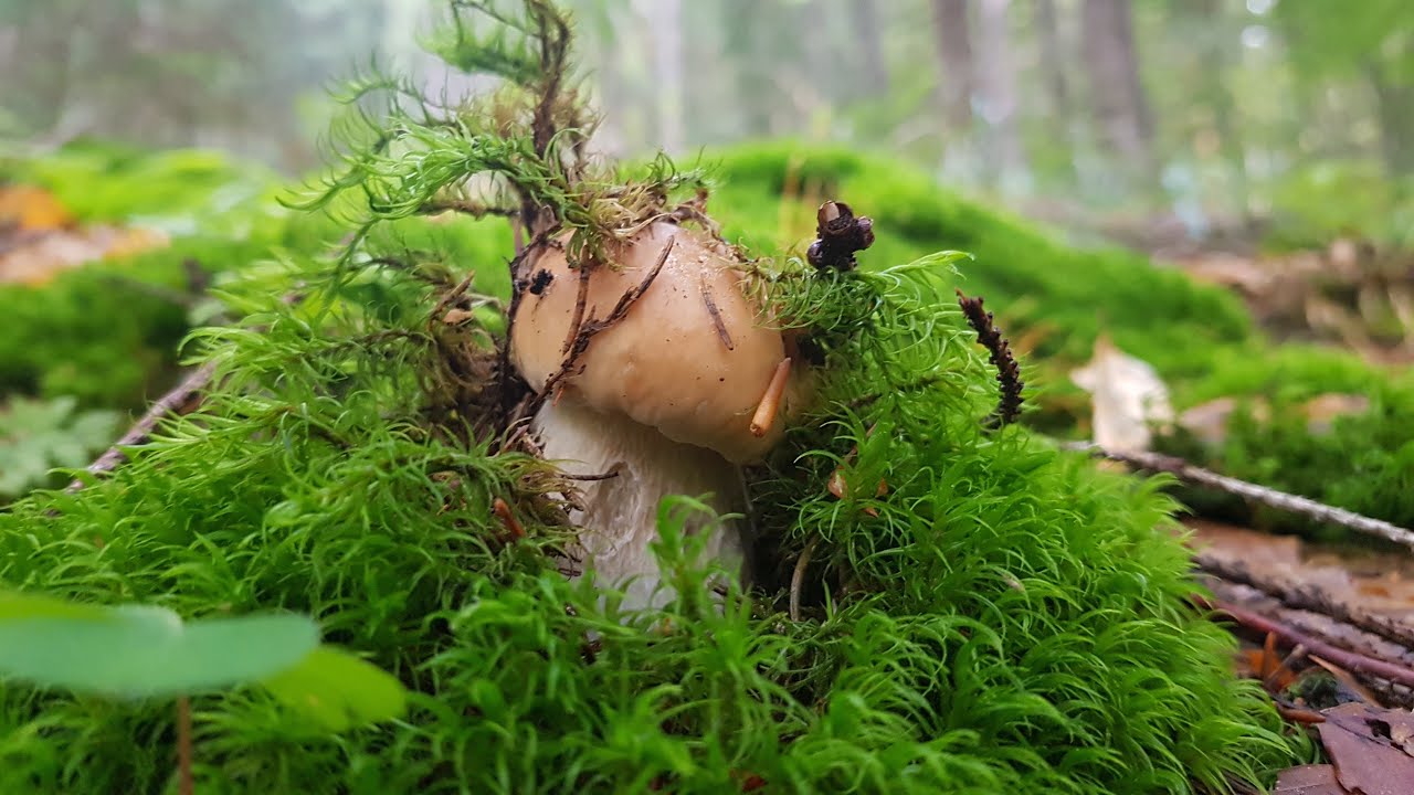 FUNGHI PORCINI 🍄 di 445gr. 🍄 in ROMANIA 2022 - Белые грибы - Hribi ...