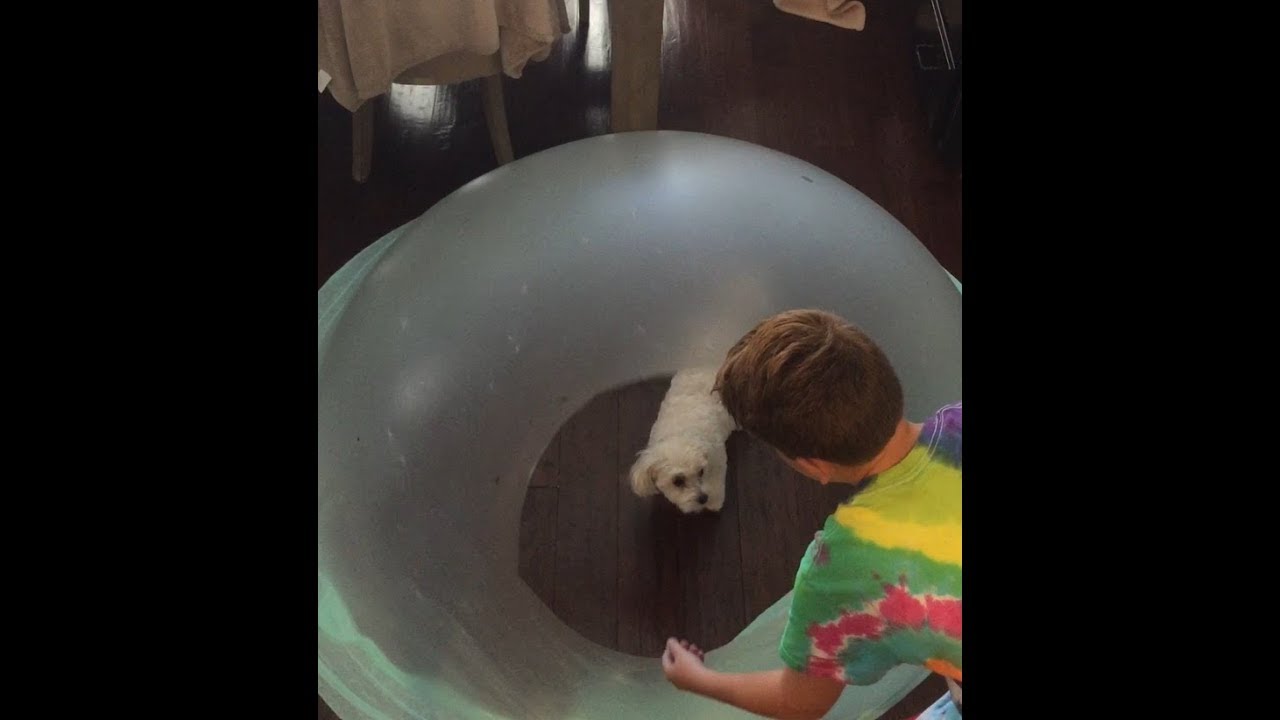 SLIME BUBBLE OVER OUR DOG!!!!!!! - YouTube
