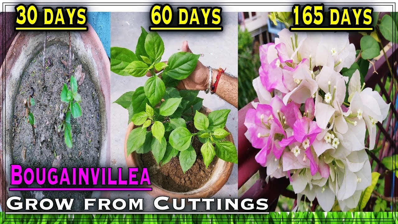 How to grow Bougainvillea from cuttings || How to grow Bougainvillea faster - YouTube