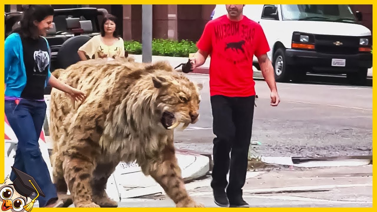35 Uitgestorven Dieren Op Camera Vastgelegd - YouTube