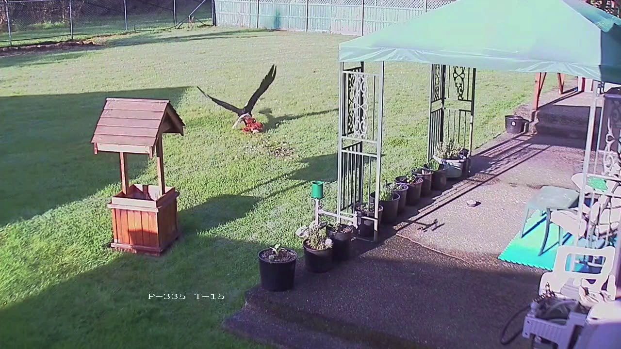 Eagle attacks chicken - YouTube