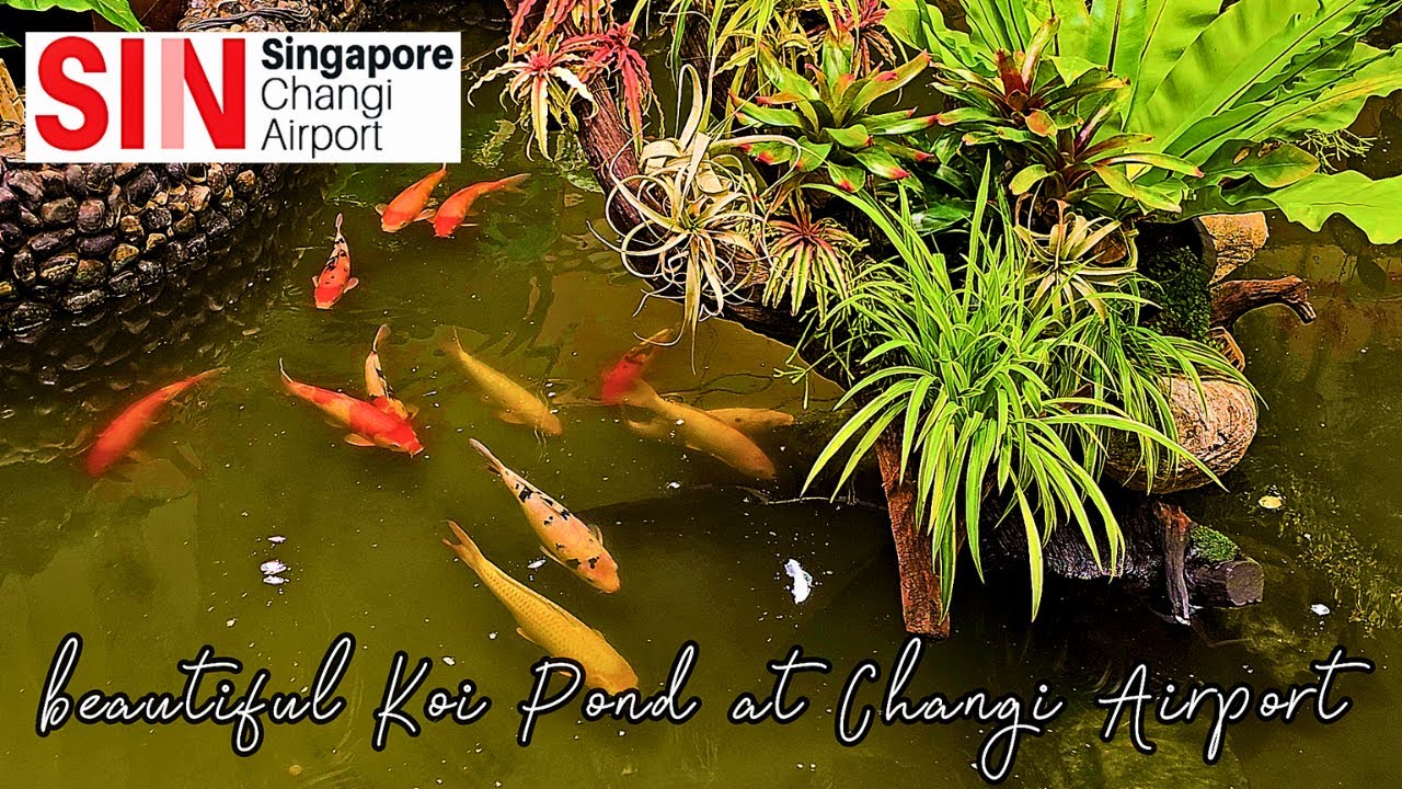 BEAUTIFUL KOI POND AT SINGAPORE CHANGI AIRPORT | SATISFYING TO WATCH ...