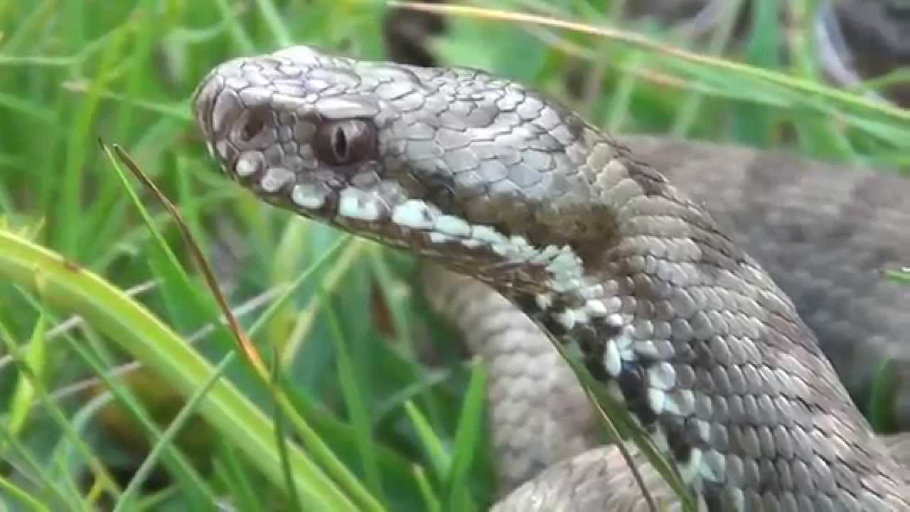 Neperka (Vipera berus L.) Sharr Mountains - YouTube