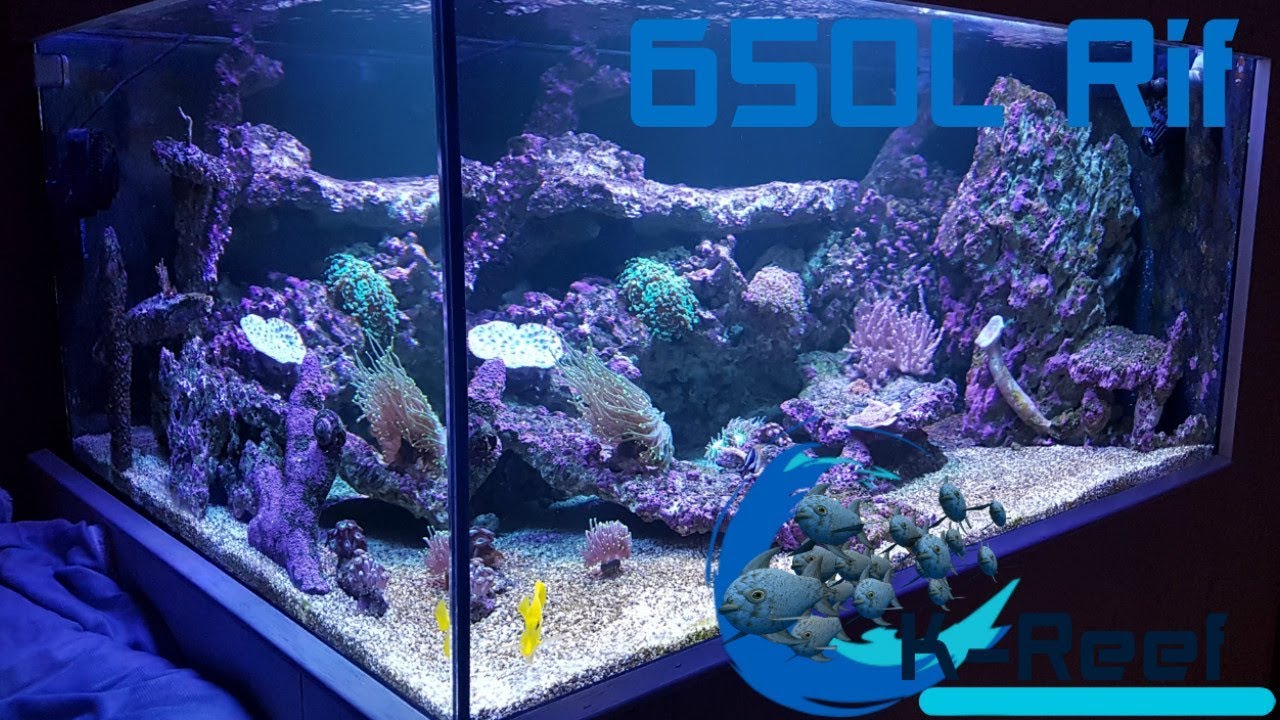 650 liter Zoutwater aquarium - YouTube