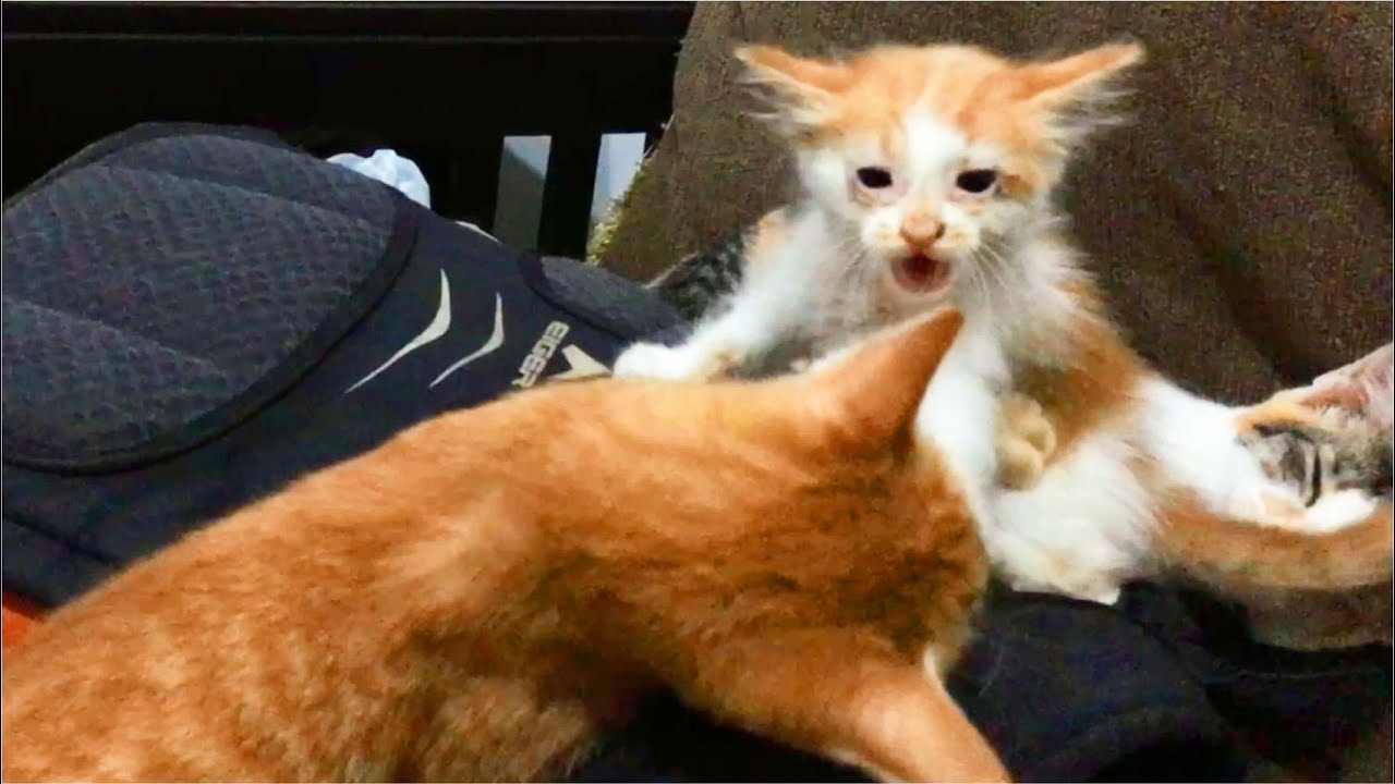 Kitten Angry & Screaming When Playing With Cat, But Cat Protect Kitten ...