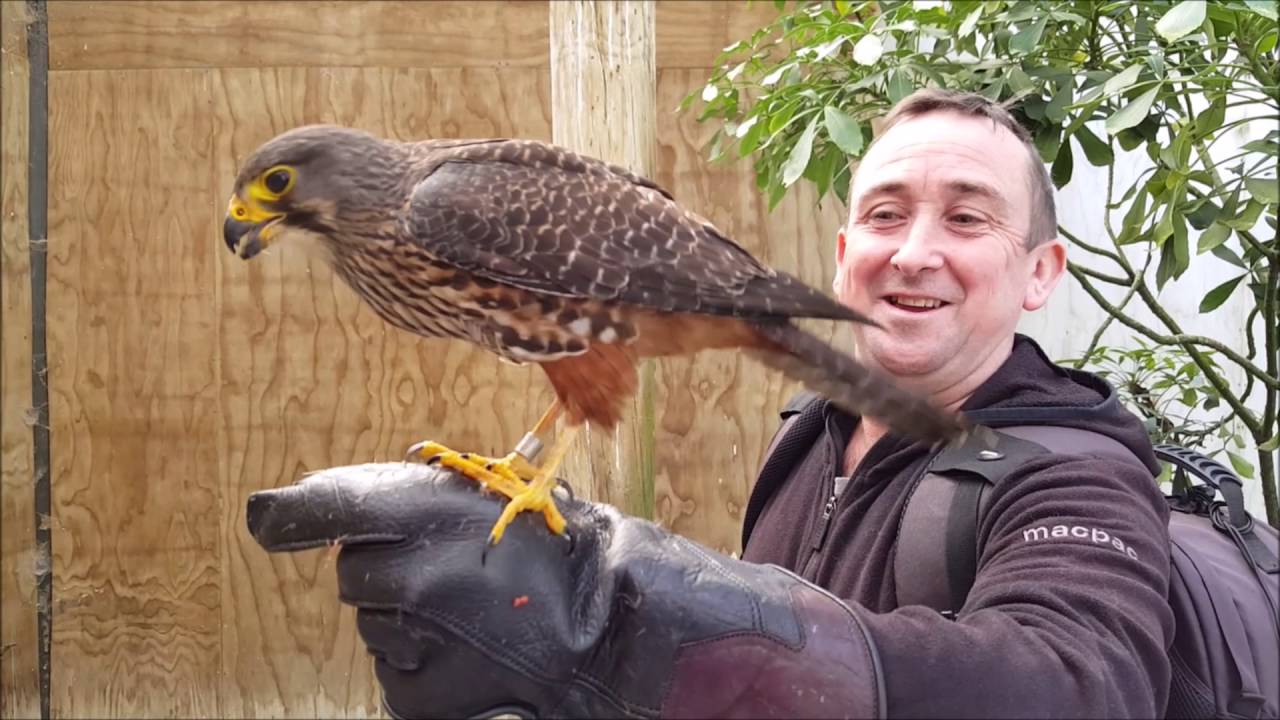 The New Zealand Falcon - YouTube