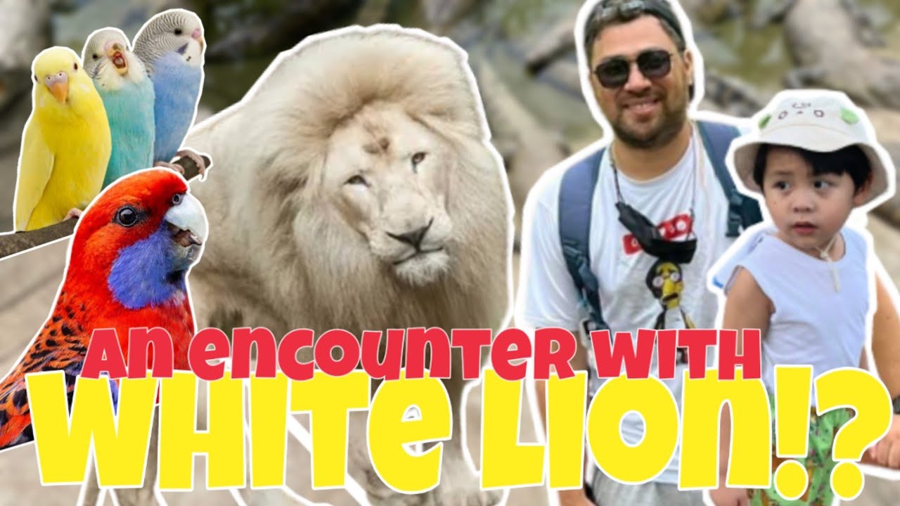 The Bird Show and White Lion Safari | Cebu Safaty & Adventure Park ...
