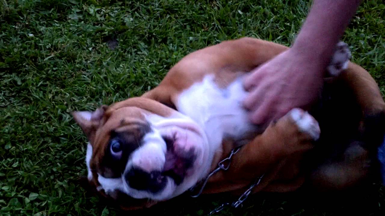 english bulldog laughing - YouTube