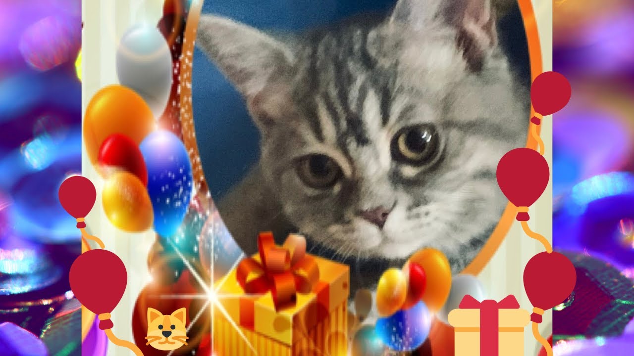 #qqcatdiary#cattus#conmèo#猫#cat This is Mr. QQ cat, and its family, the ...