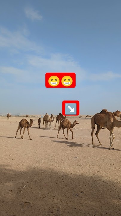 The child is father of the man.someone special to be a dad."#camel#uae#desert #😳😳 - YouTube